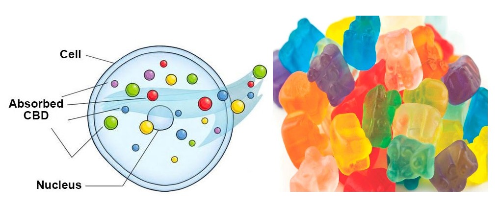 SPECIAL REPORT: Forget everything you know about CBD, this gummy ...